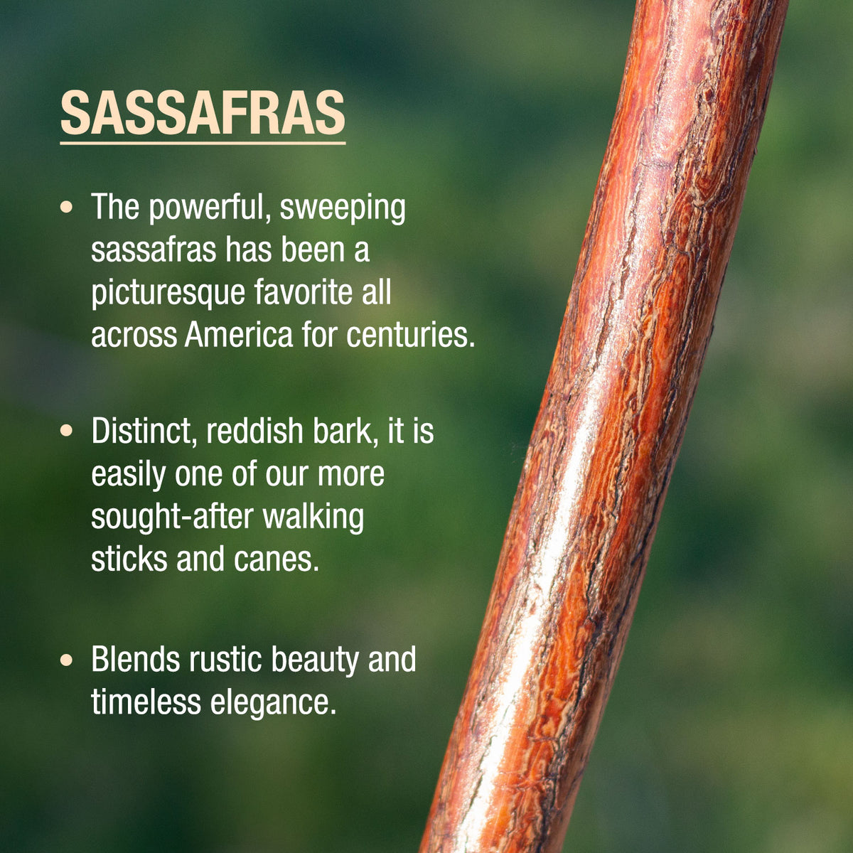 Sassafras Rustic Walking Stick 55" – Brazos Walking Sticks